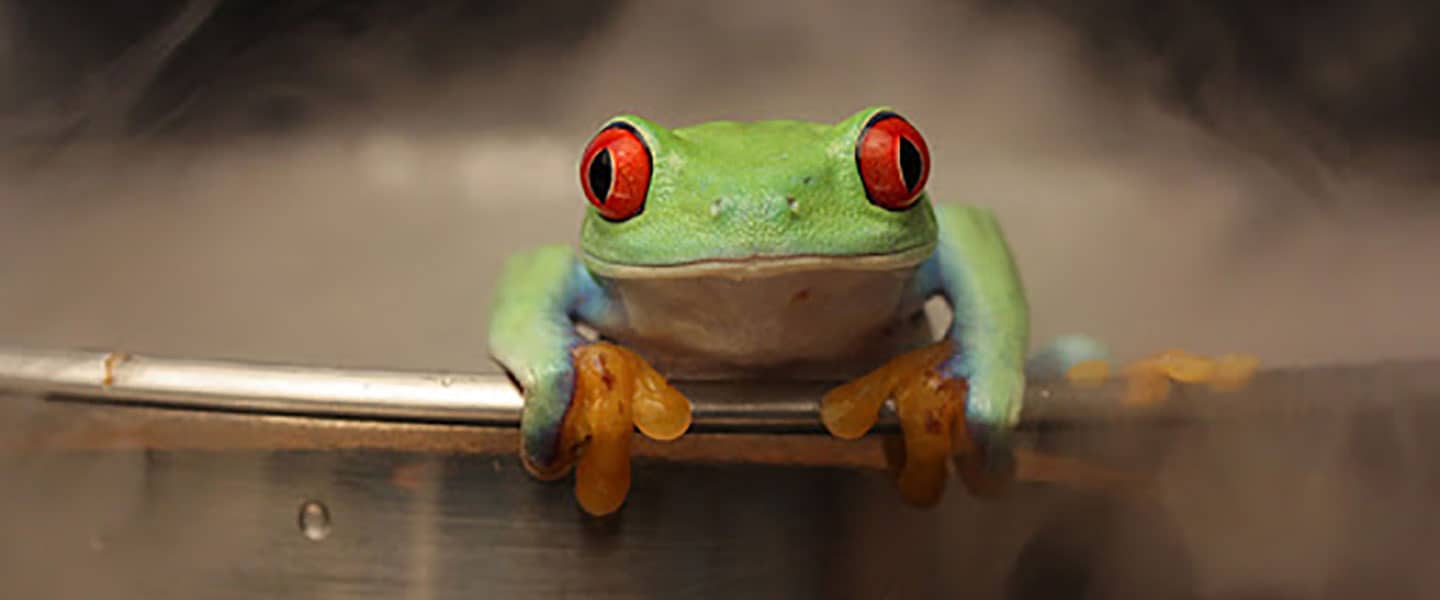 Boiling the Frogs | OnFireForGod.today