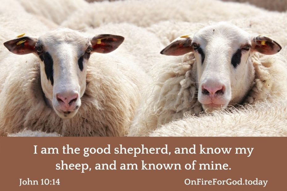 John 10:11 — The Good Shepherd | OnFireForGod.today