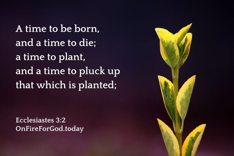 Ecclesiastes 3:2 — A Time to Plant | OnFireForGod.today